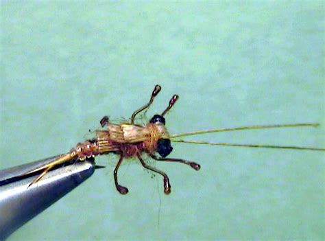 Skwala Stonefly Nymph The Perfect Fly Store