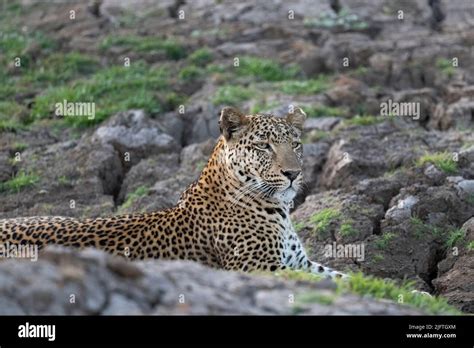 Zambia South Luangwa National Park Lone Male African Leopard Wild
