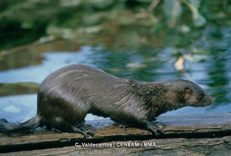Neovison Vison Mammalnet