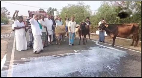 Tamil Nadu Dairy Farmers Spill Milk On Road In Erode Demand Increase