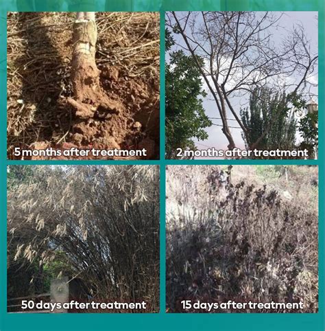 Herbicide For Grass Killer 500g Kill Tree And Bamboo Root Removal