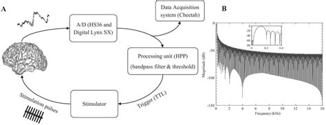 A Schematic Of The System Used For Ripple Detection And Fornix