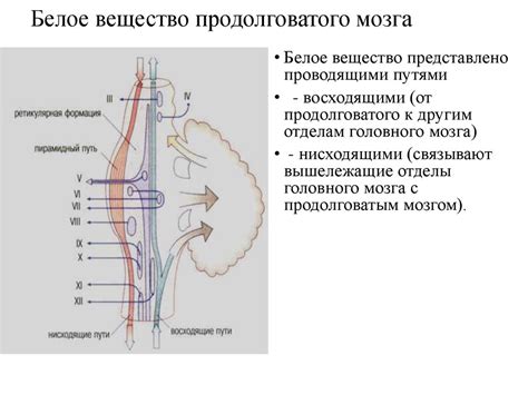 Продолговатый мозг и мост презентация онлайн