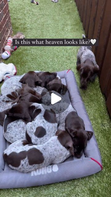 Gsp Corner™ On Instagram ⚠️ Warning All Nine Velociraptors Napping Do Not Disturb 🫣 🎥