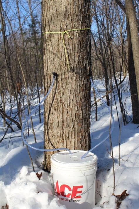 how to tap maple trees and collect the sap life on misty acres