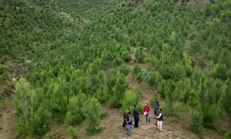 Imf Lauds Imran Khans Billion Tree Tsunami Project The Reporters