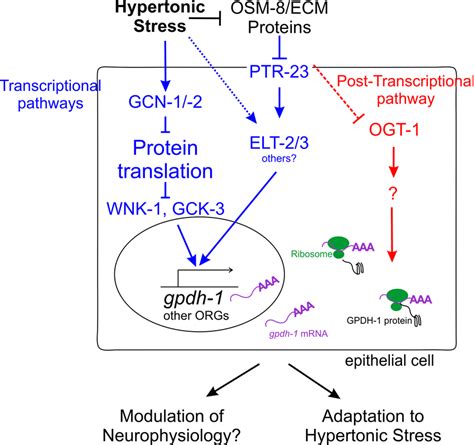 Hypertonic Stress Response Pathways In C Elegans Download