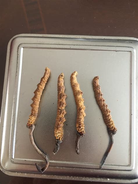 Winter Worm Summer Grass Tibet China Rmycology