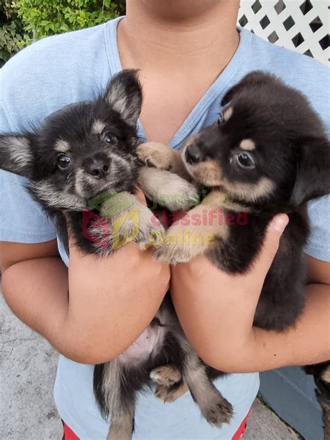 For Sale Shih Tzuchihuahuapomeranian Mix Puppies Allerdyce