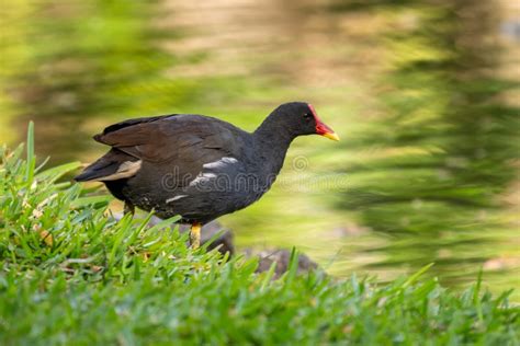 Common Moorhen Beautiful Colored Shy Water Bird From Euroasian Swamps