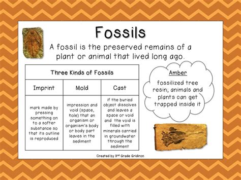 Fossils Mr Nonnemaker S Investigators