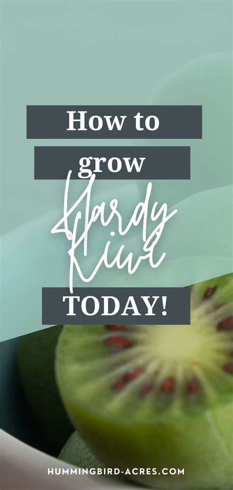 How To Grow Hardy Kiwi In Your Backyard Orchard Organic Gardening