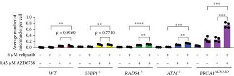 The Combination Of Parp And Atr Inhibitors Increases A Number Of Download Scientific Diagram