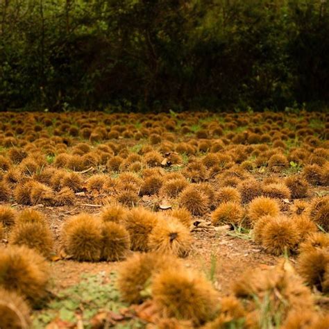 Dont Step On The Mome Raths Instagram Instagram Posts Alice In