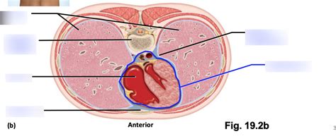 Heart Diagram Quizlet