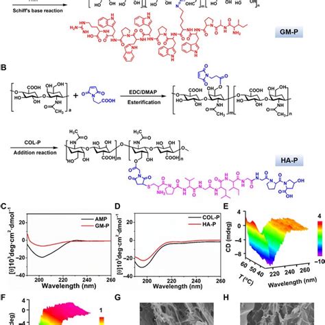 Preparation And Characterization Of Glycopeptides A And B The