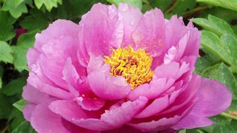 唯美牡丹花開太美太漂亮了 每日頭條