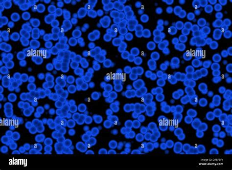 Staphylococci And Streptococci