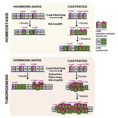 Single Cell Analysis Identifies Ly6d As A Marker Linking Castration