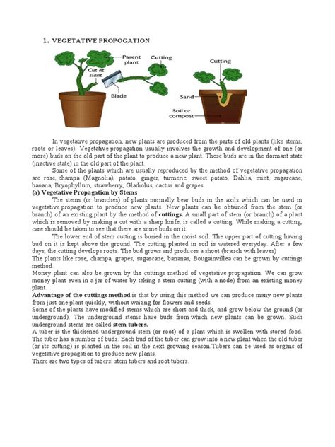 Vegetative Propogation Pdf Potato Organisms
