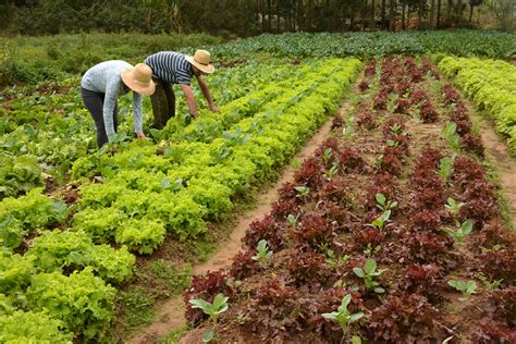 Agricultura Orgânica No Brasil Como Ela Pode Se Beneficiar Utilizando
