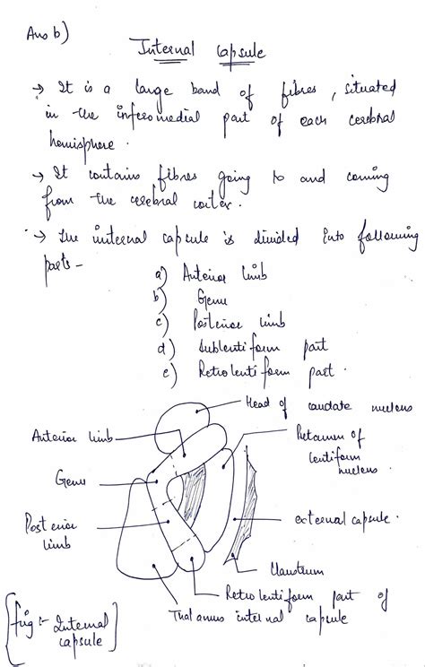 Solution Assignment Of Neurology Dural Sheath Internal Capsule