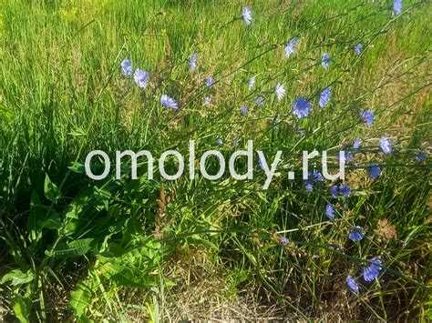 Рецепты из цикория с фотографиями. Блюда из дикорастущих трав.