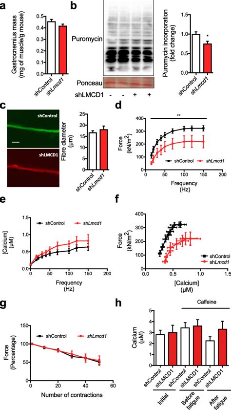 LIM And Cysteine Rich Domains 1 LMCD1 Regulates Skeletal Muscle