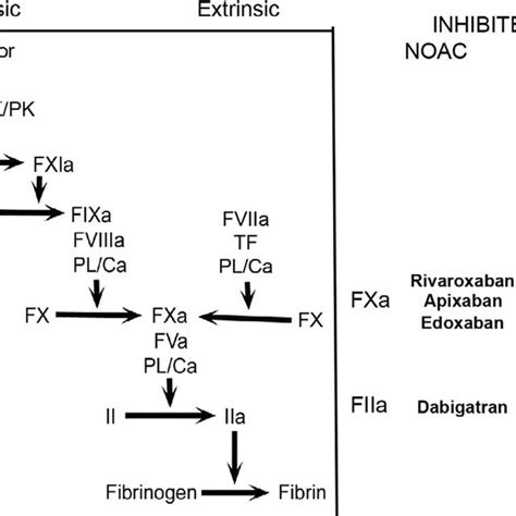 Pdf Reversing Targeted Oral Anticoagulants