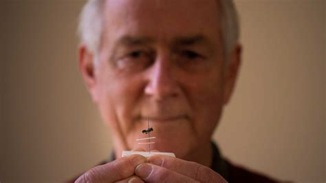 Bee Taxonomy In Australia In Crisis As Dwindling Number Of Experts