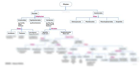Solution Animal Classification Mind Map Studypool