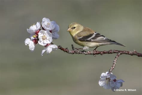Female Goldfinch Identification Lifecycle And More