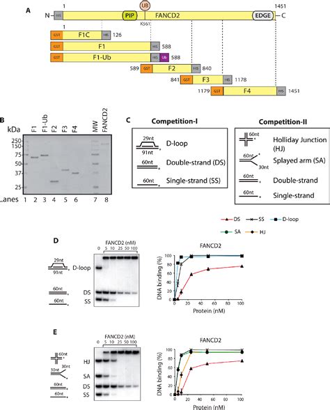 Figure 1 From The Identification Of Fancd2 Dna Binding Domains Reveals Nuclear Localization