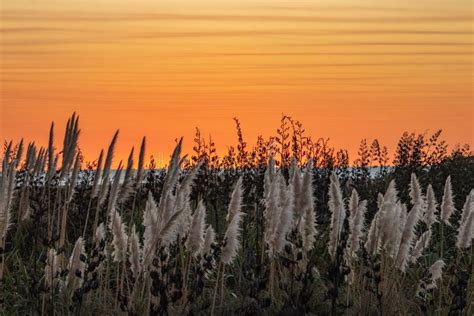 Orange Sunset Against White Toetoe Grass Plumes Stock Image Image Of