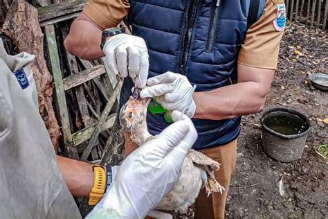 China Reports First Human Death From H3n8 Bird Flu Who