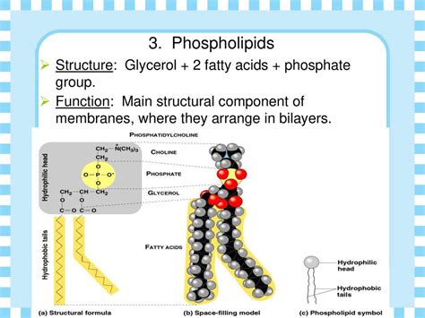 The Structure And Function Of Macromolecules Ppt Download