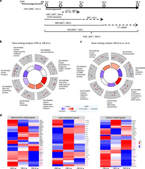 Differences In Skeletal Muscle Transcriptome Transcriptome Analysis Of