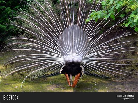 Peacock Peahen Mating Image And Photo Free Trial Bigstock