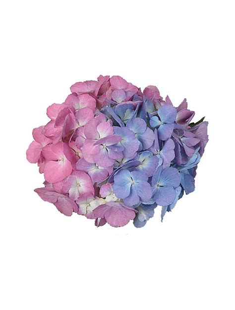 Candy Floss Pink Blue Colors Land