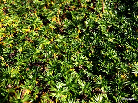 Macplants