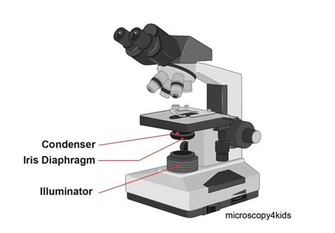 Microscope Condenser Knob At Dorothy Hood Blog