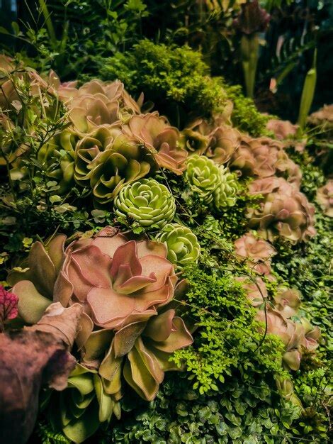 Premium Photo Plant