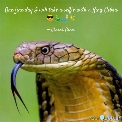 Best Kingcobra Quotes Status Shayari Poetry And Thoughts Yourquote
