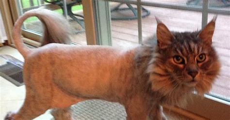My Maine Coon Doesnt Lickclean Himself As Much As He Is Supposed To