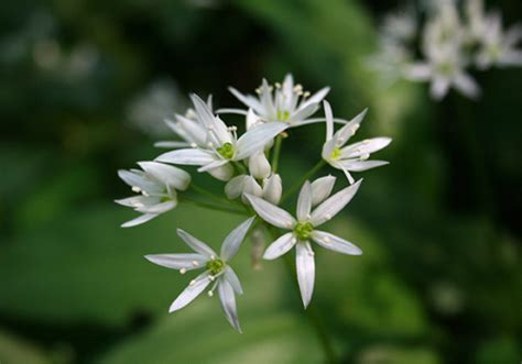 Medvědí česnek Na Ovoce