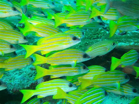 Fish Identification Bluetribe Moofushi