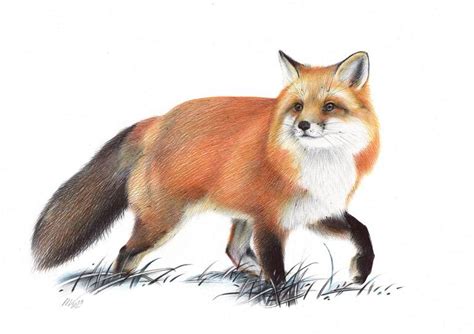 How To Draw A Realistic Fox
