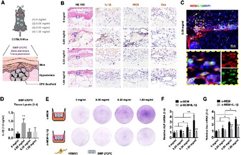Il 1β Inhibited Osteogenesis A Schematic Diagram Of Animal