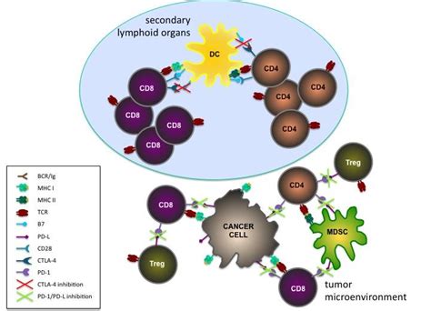 Schematic Representation Of The Basic Principles Of Checkpoint
