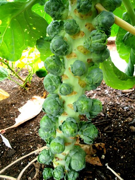 Best Growing Brussel Sprouts Images On Pinterest Brussels Sprouts Brussels Sprout And Cabbage